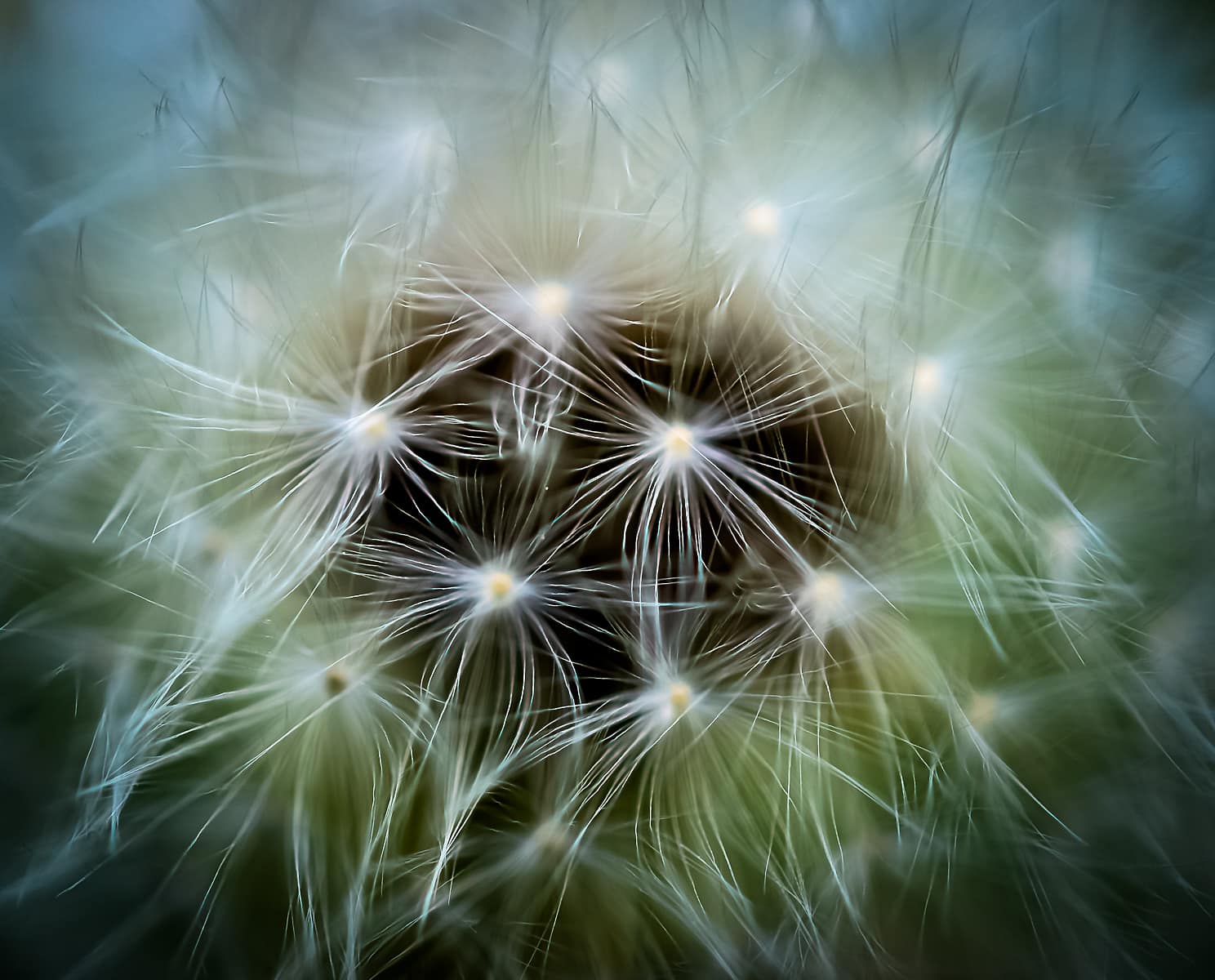 2018 Bokeh or Depth of Field | Ampthill and District Camera Club