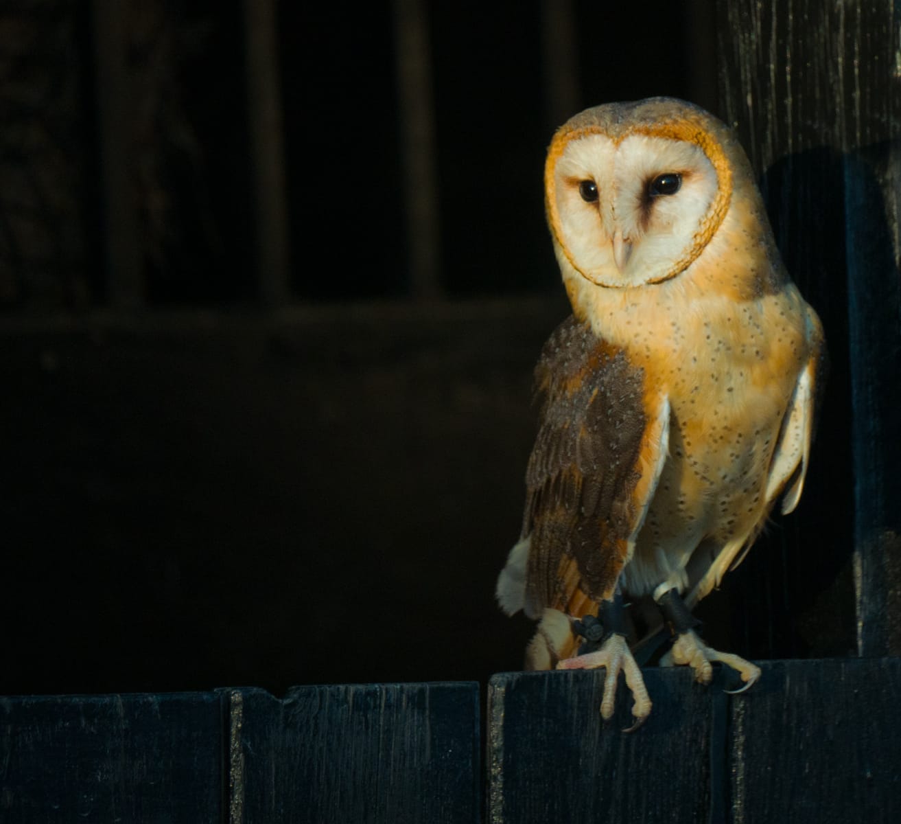 2022 Exhibition – Digital – Ampthill & District Camera Club